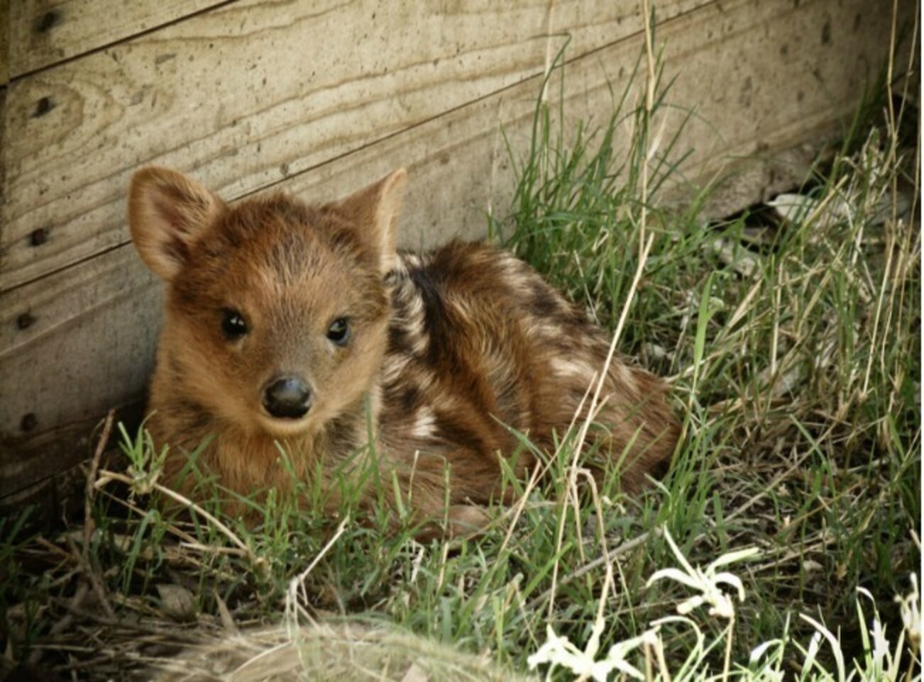 Meet The World's Tiniest, Most Magical Deer - The Dodo