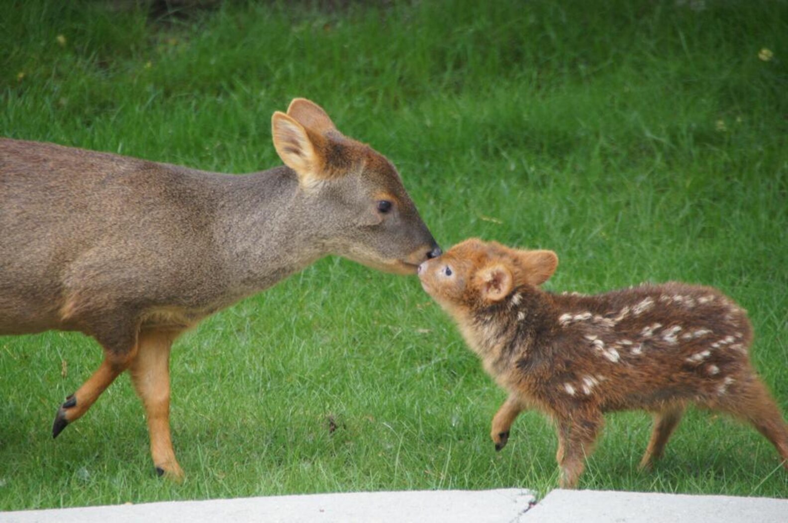 Meet The World's Tiniest, Most Magical Deer - The Dodo