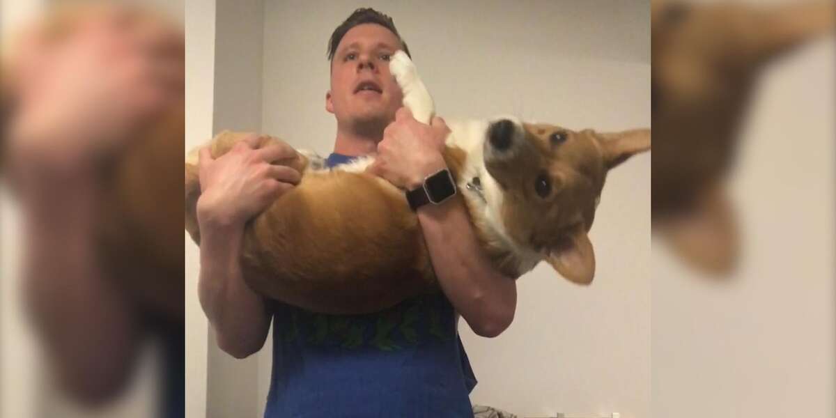 Corgi Helps His Dad Work Out - Videos - The Dodo