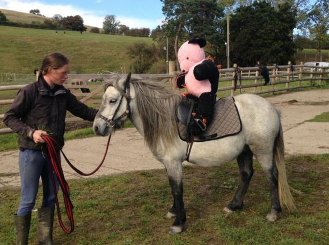 Rescued Pony Trains With Teddy Bear To Ready Himself For Adoption - The ...