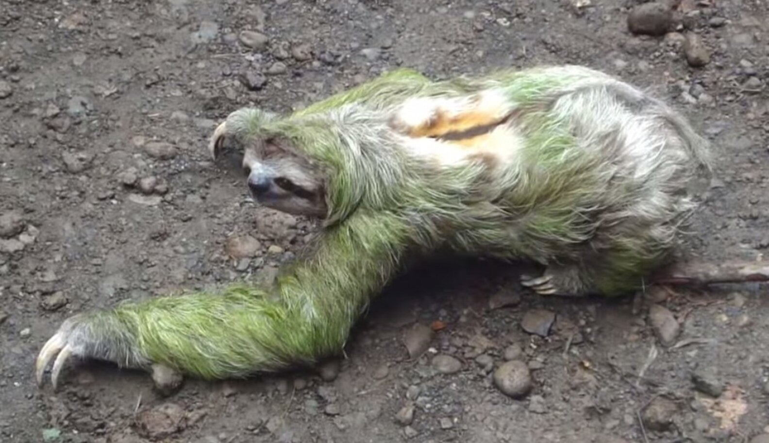 This Is What A Sloth Looks Like Sped Up 10x - The Dodo