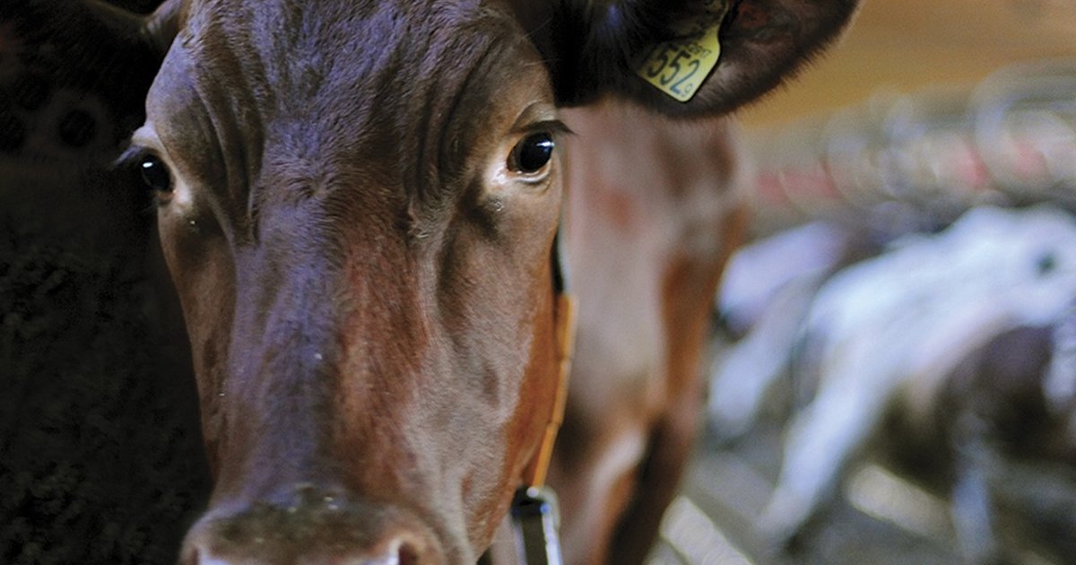 Introduction to CASH COW - The Dodo