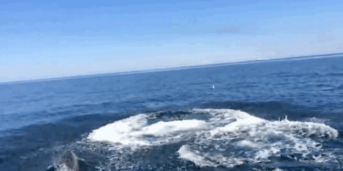 Boater Finds Herself Inside Dolphin Pod, Takes Stunning Footage - The Dodo