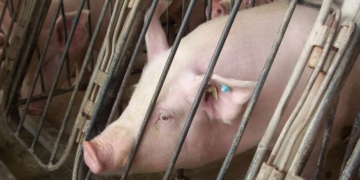 Millions Of Farm Animals Are Being Freed From Life In Cages - The Dodo