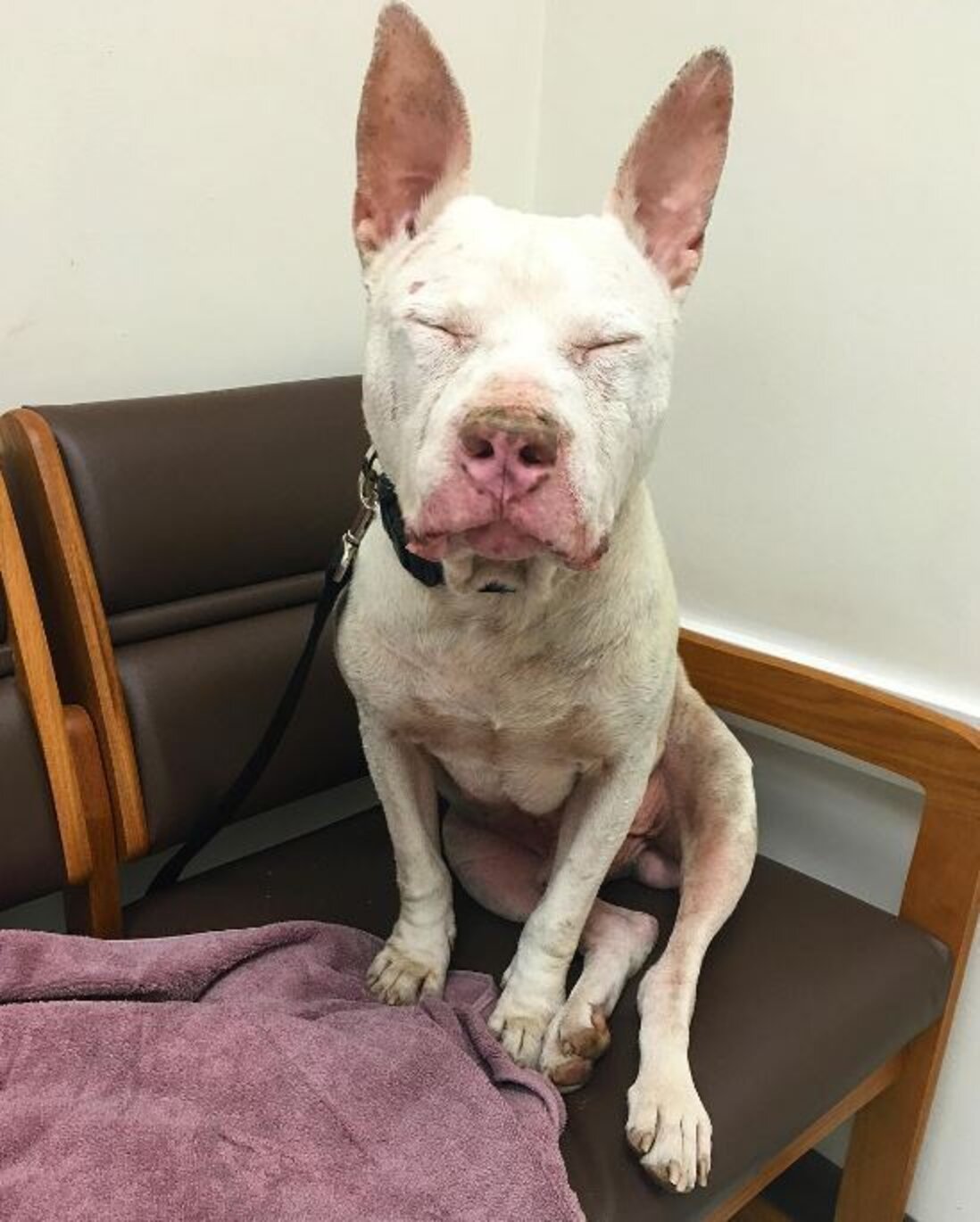 Deaf Shelter Dog Never Forgot Man Who Saved Him - The Dodo
