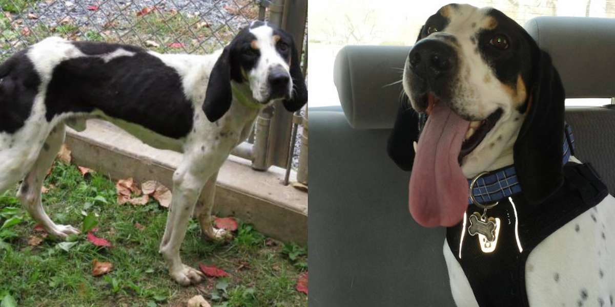 Dog Given Up Because He Wouldn't Hunt Is So Loved Now - The Dodo