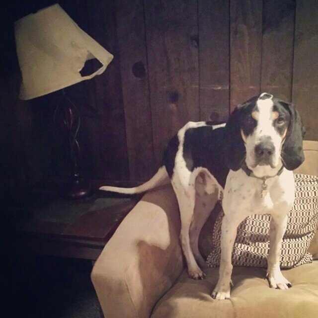 Dog Given Up Because He Wouldn't Hunt Is So Loved Now - The Dodo