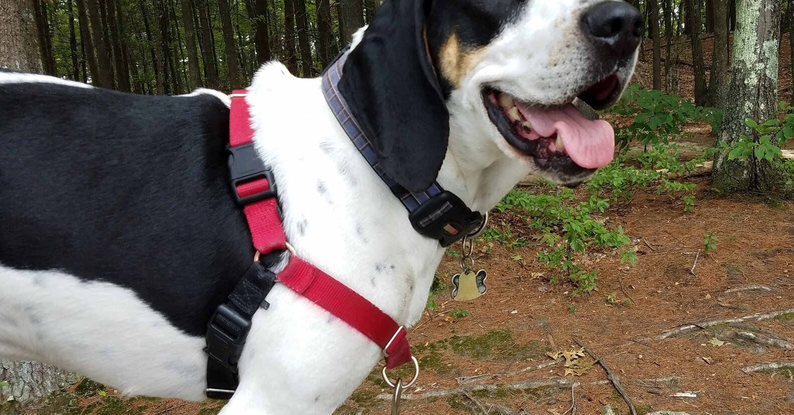 Dog Given Up Because He Wouldn't Hunt Is So Loved Now - The Dodo