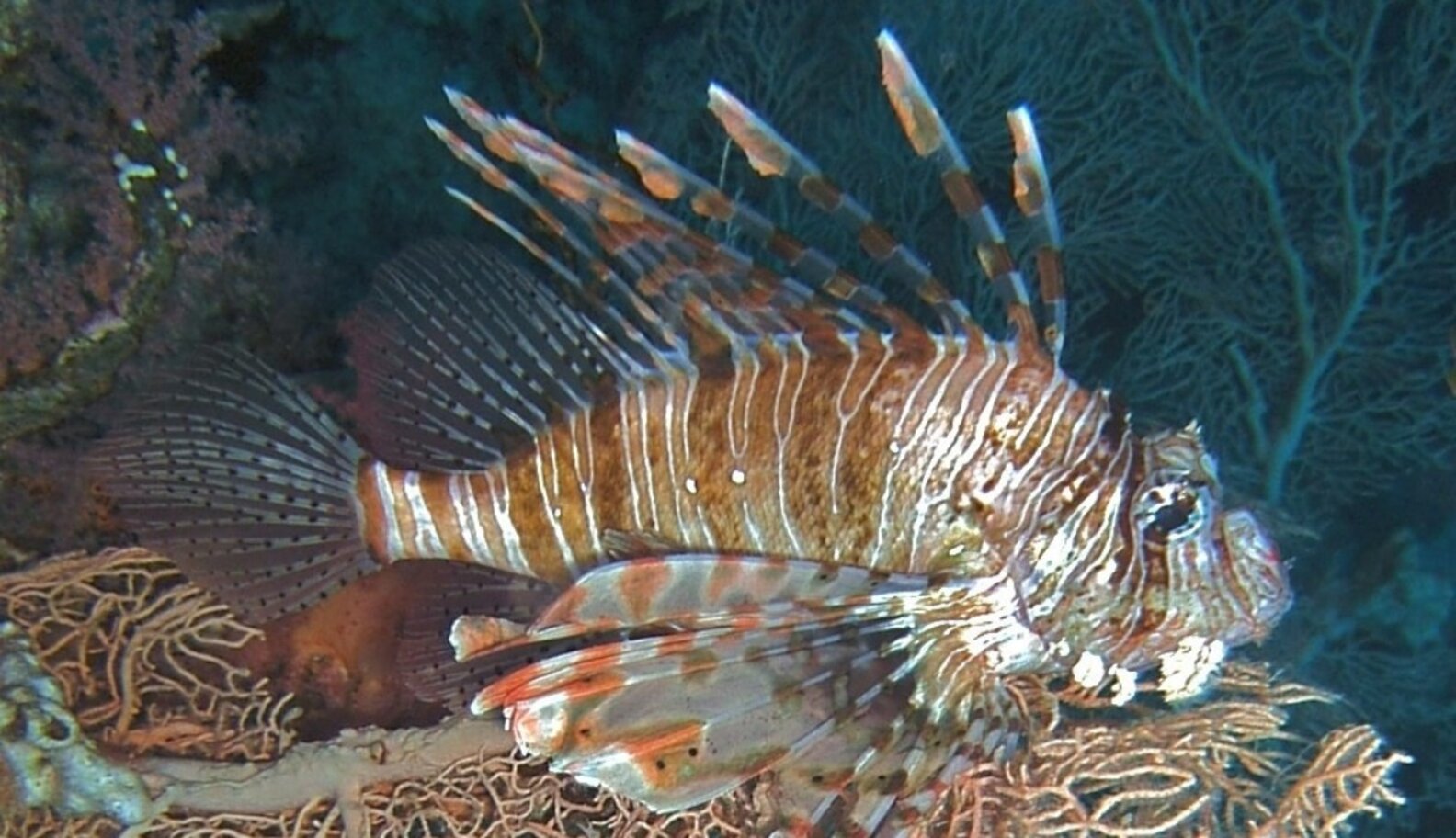 New Data Shows How Smart Fish Really Are - The Dodo