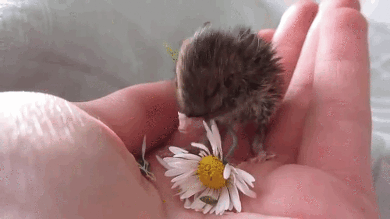 You Have Not Known True Beauty Until You've Seen A Baby Mouse Eat A ...