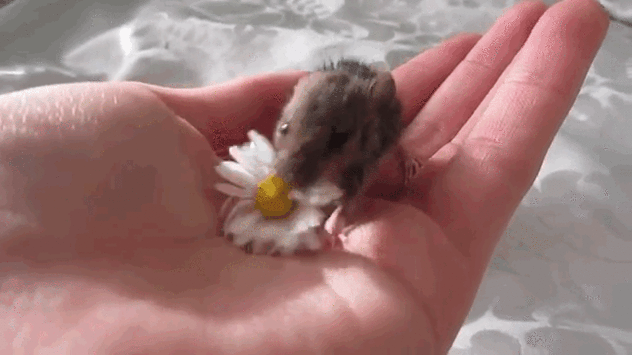You Have Not Known True Beauty Until You've Seen A Baby Mouse Eat A ...