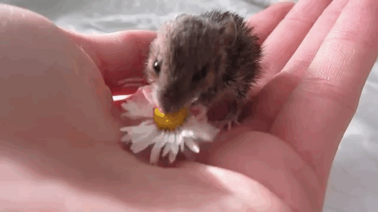 You Have Not Known True Beauty Until You've Seen A Baby Mouse Eat A ...