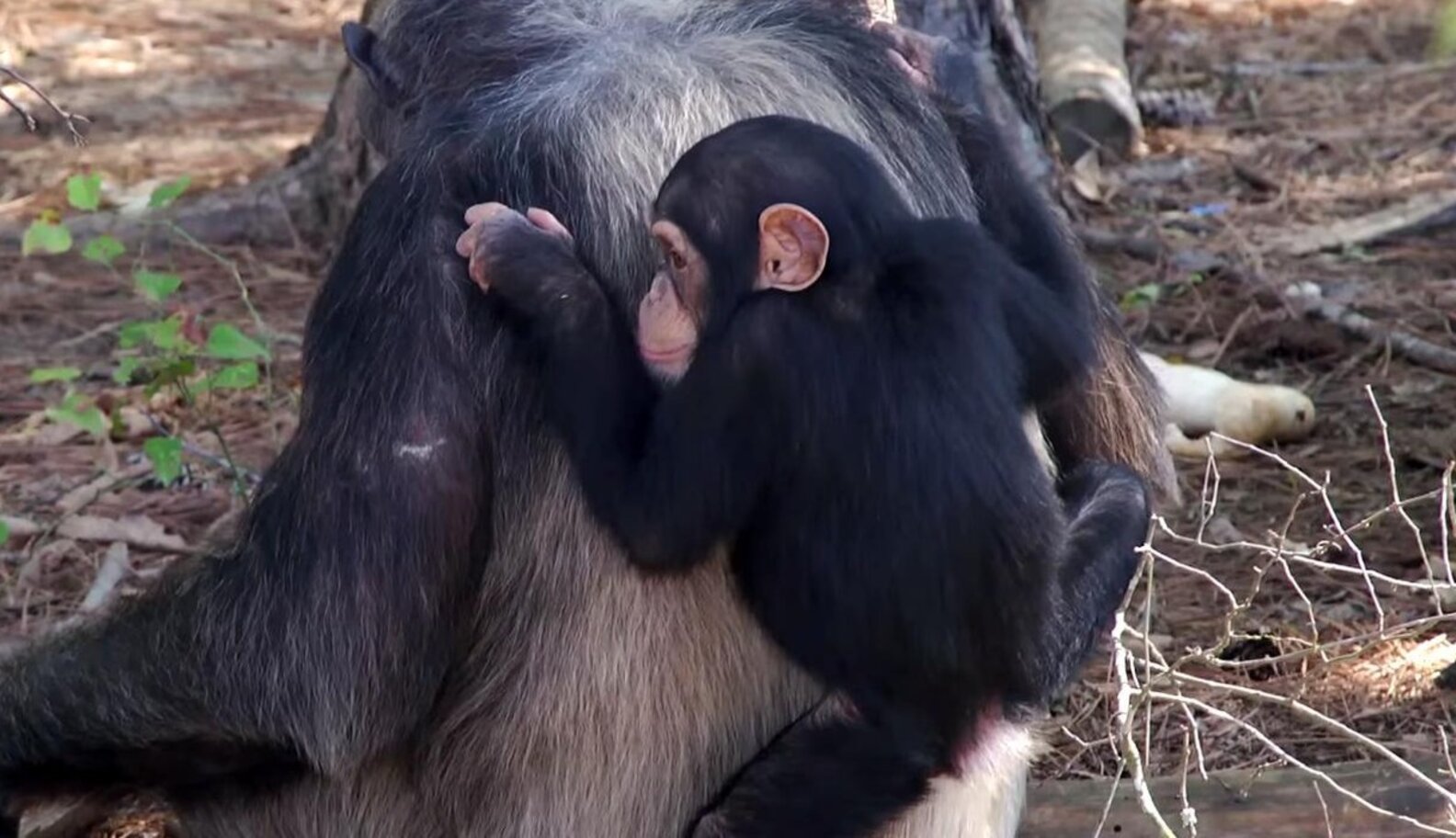 VICTORY: Last Lab Chimps Owned By U.S. Government Will Finally Roam ...