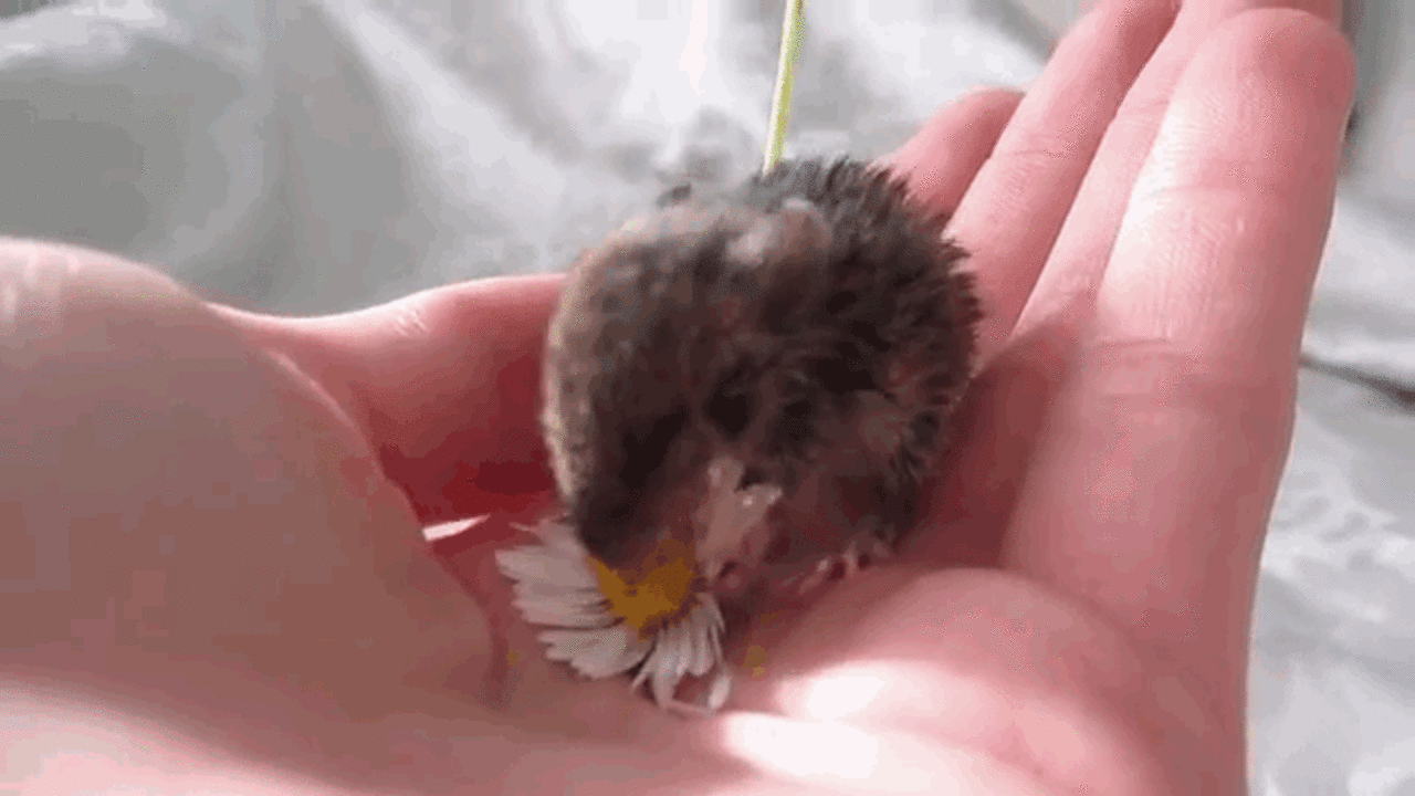 You Have Not Known True Beauty Until You've Seen A Baby Mouse Eat A ...