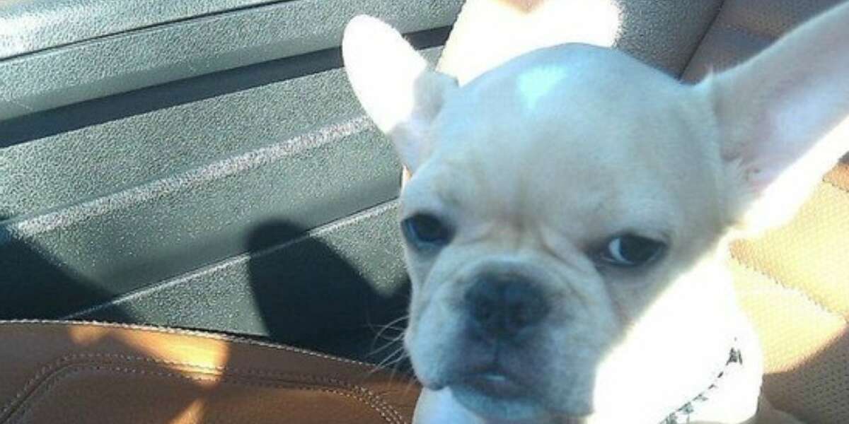 10 Pets Who Aren't Mad At You — Just A Little Disappointed - The Dodo