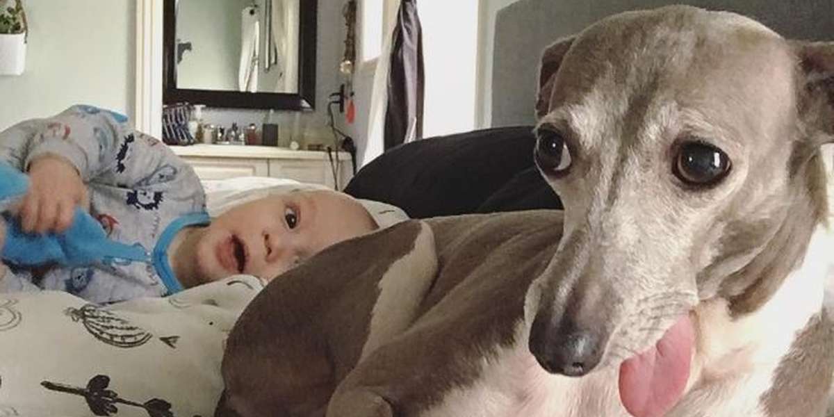Rescue Dog Was So Scared Of Everything Until Her Baby Brother Arrived ...