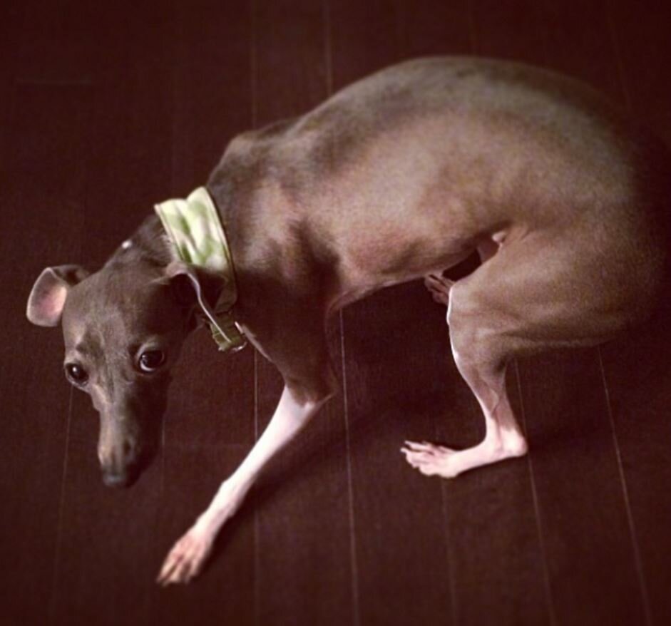 Rescue Dog Was So Scared Of Everything Until Her Baby Brother Arrived ...