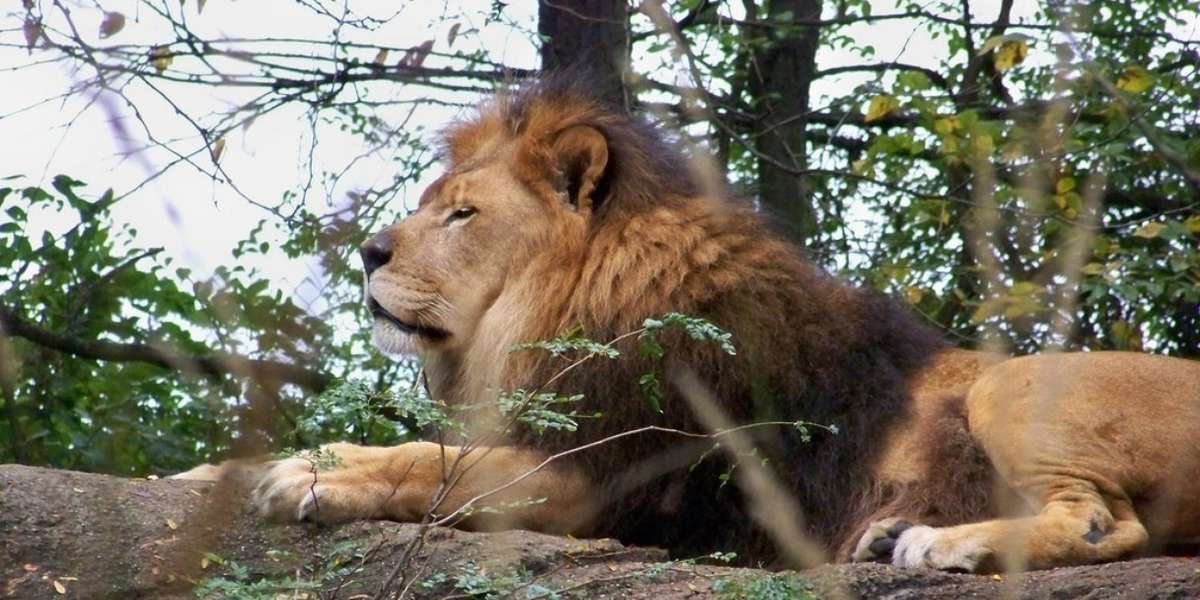 Bekoff: First Marius The Giraffe, Now Danish Zoo Becomes A "Lion Mill ...