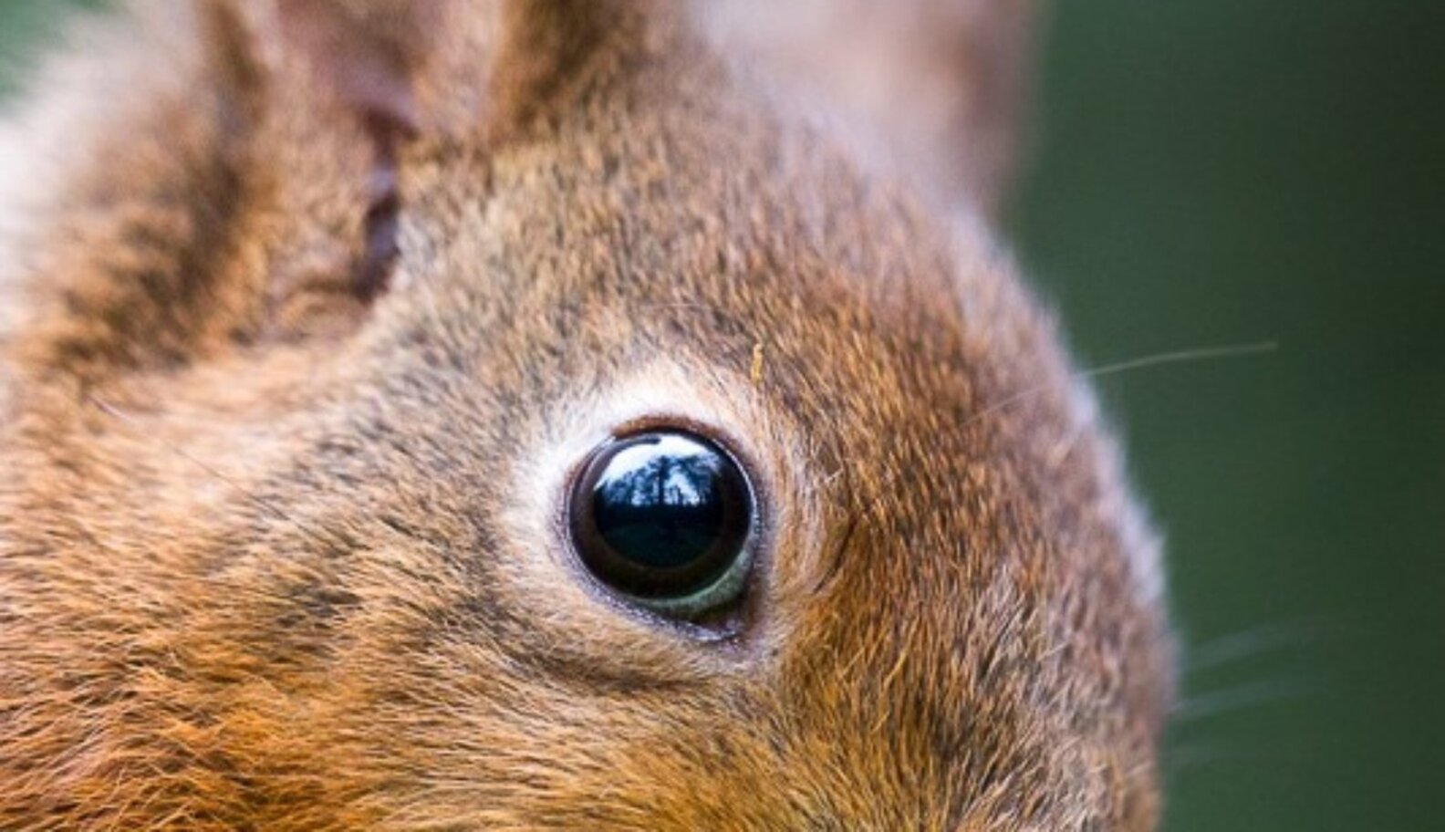 Story Behind The Shot: Lakes, Mountains And Red Squirrels - The Dodo