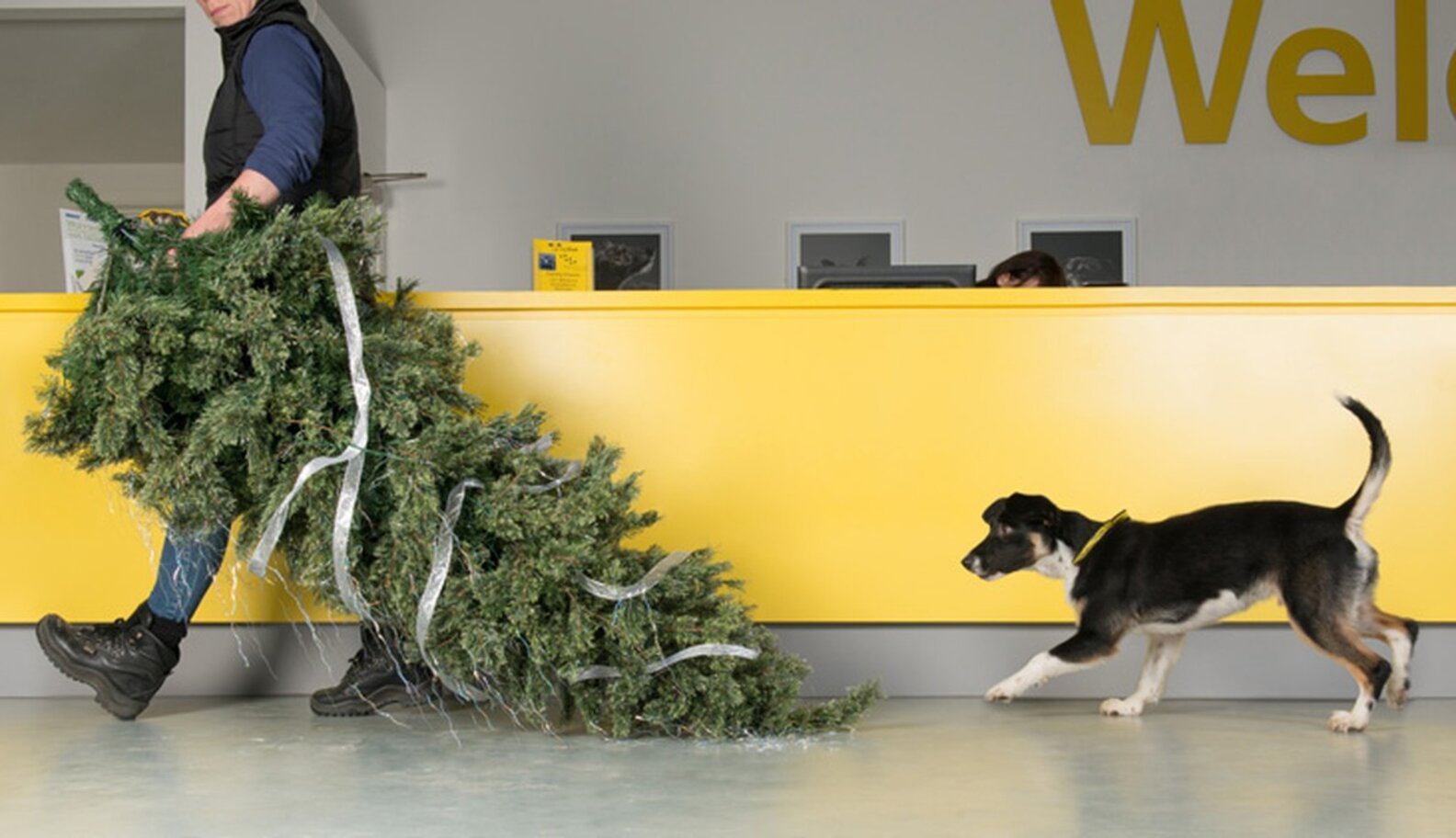 Rescue dogs getting ready for Christmas.. - The Dodo