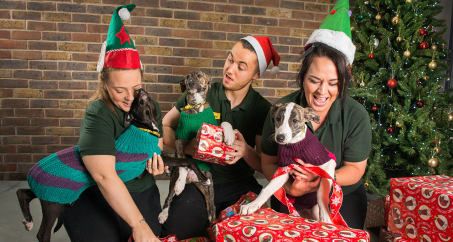 Rescue dogs getting ready for Christmas.. - The Dodo