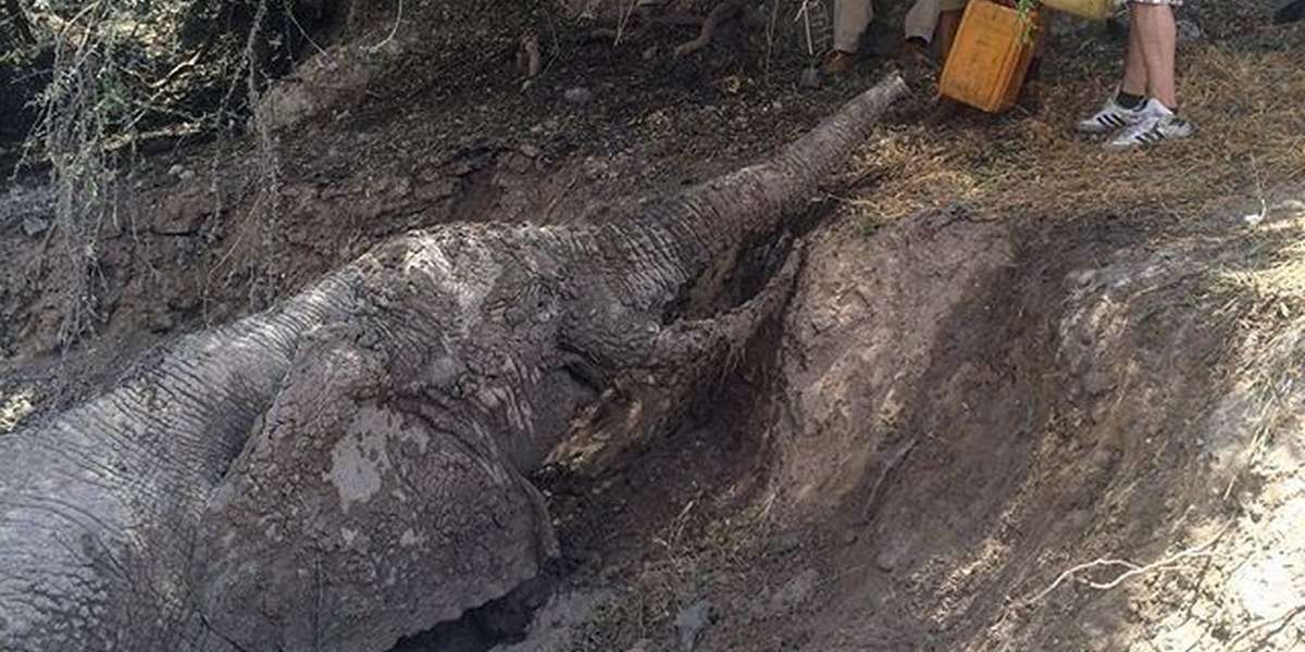 Scared Elephant Trapped In Mud Knew He Was Safe When Help Arrived - The ...