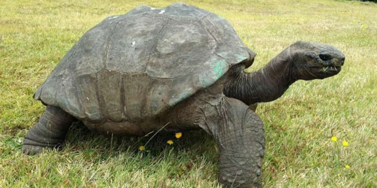 A 182-Year-Old Tortoise And The 6 Other Most Mindblowingly Old Animals ...