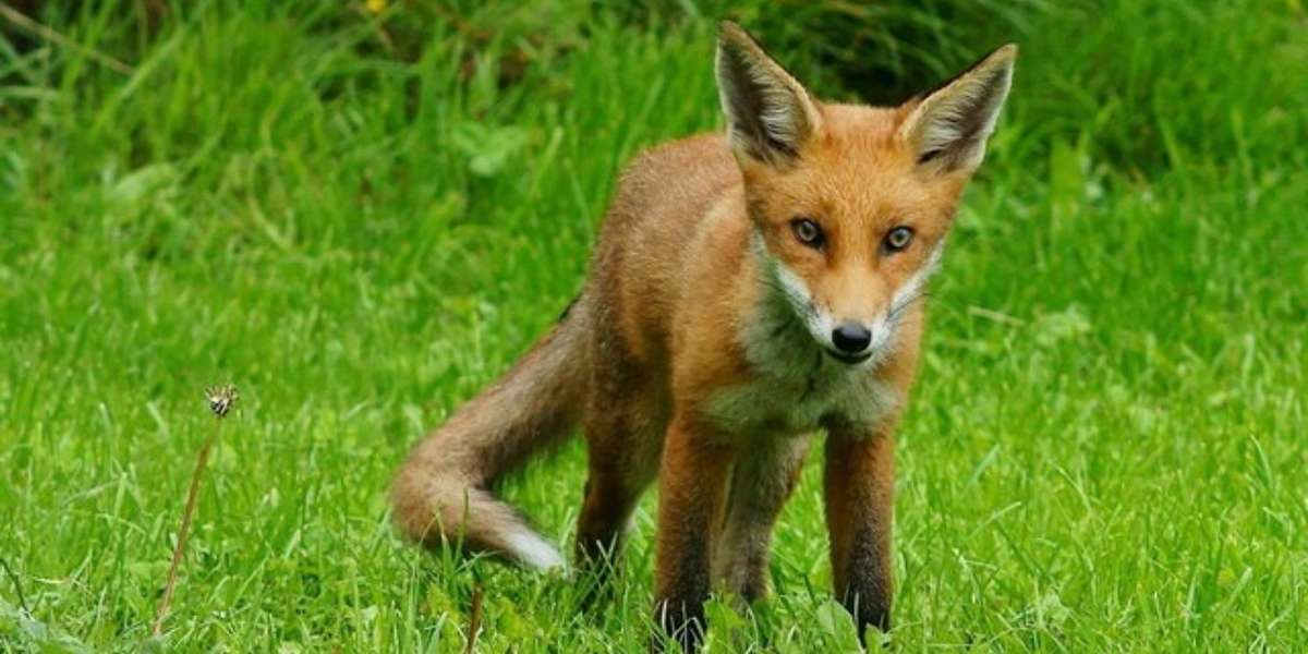 What Happens When A Fox Steals Everyone’s Shoes And Puts Them In One ...