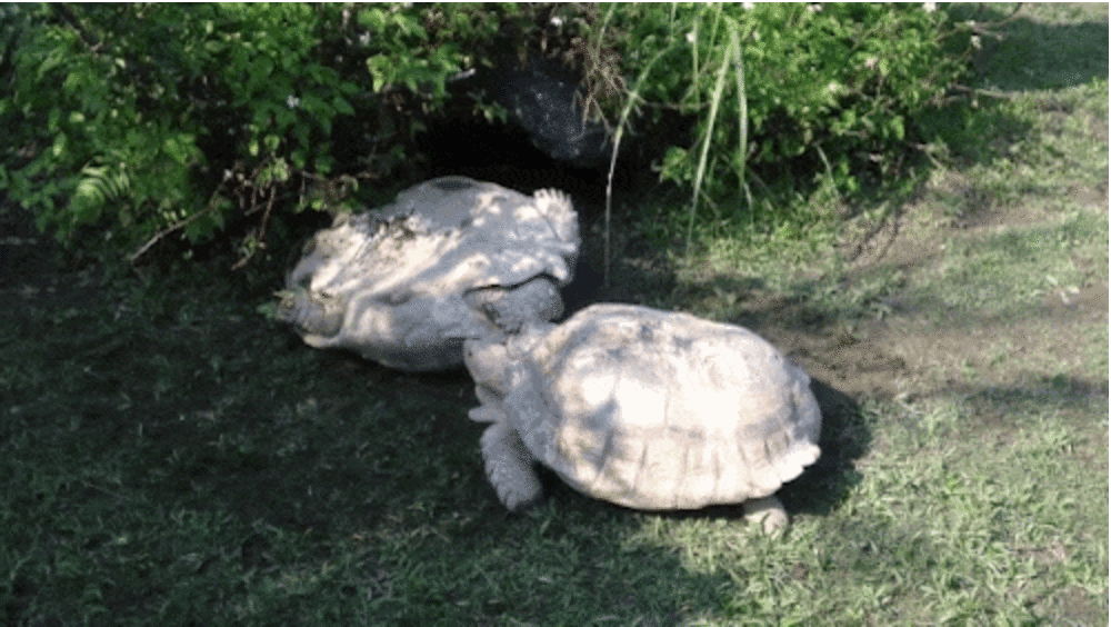 Tortoise Flips His Upside-Down Friend Back Onto His Feet - The Dodo