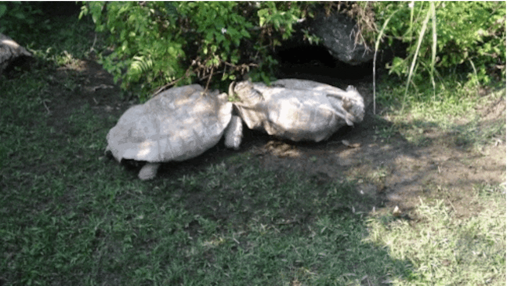 Tortoise Flips His Upside-Down Friend Back Onto His Feet - The Dodo