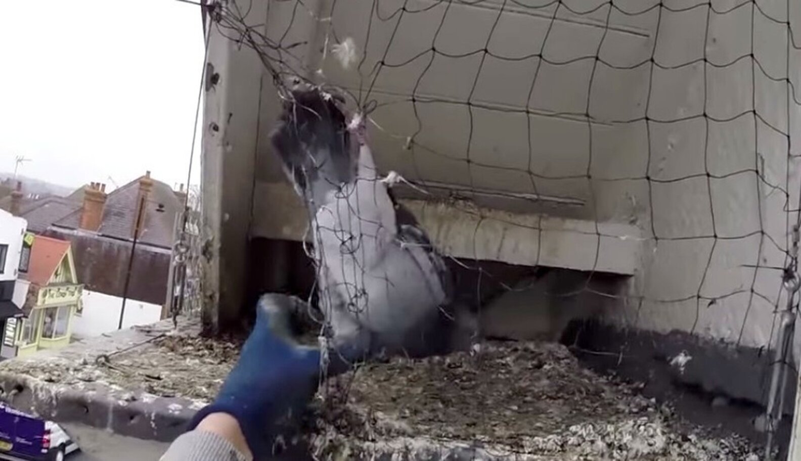 Tangled Pigeon Requires A High-Rise Rescue - The Dodo