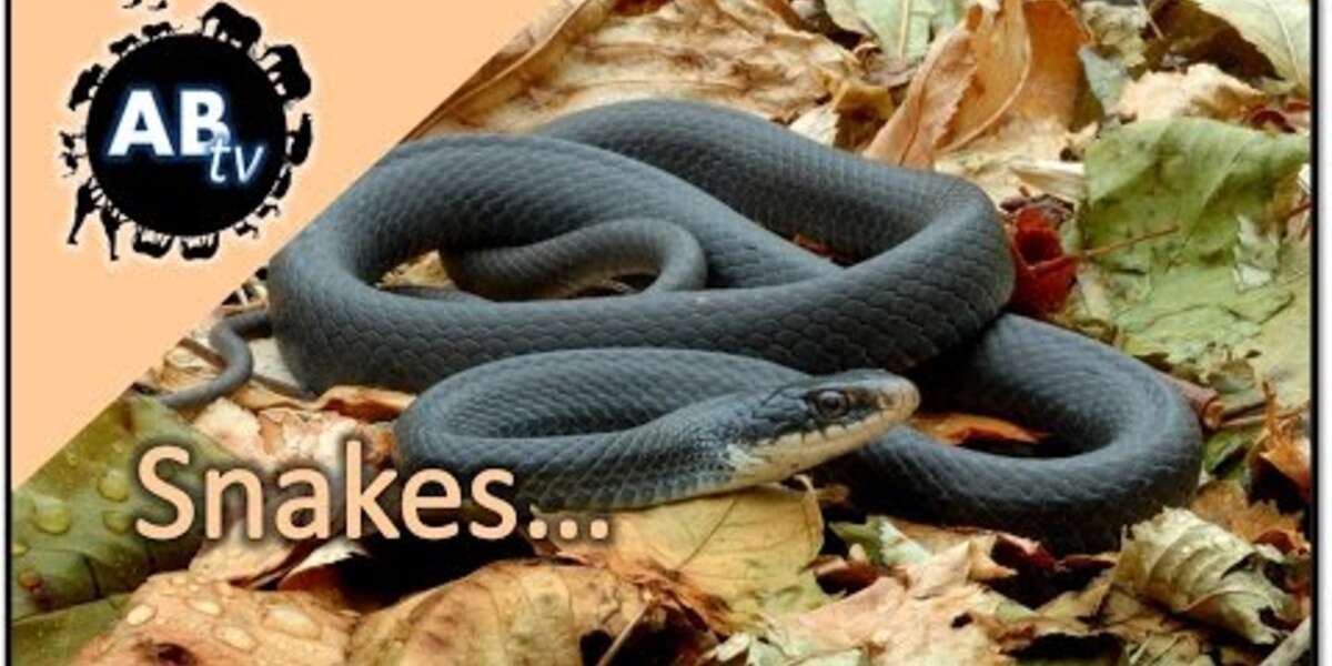 Snakes... Primitive Tim : AnimalBytesTV - The Dodo