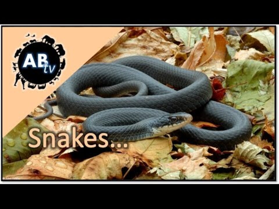 Snakes... Primitive Tim : AnimalBytesTV - The Dodo