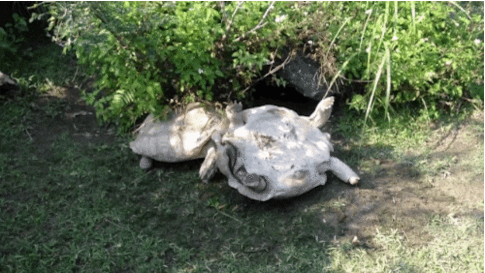 Tortoise Flips His Upside-Down Friend Back Onto His Feet - The Dodo