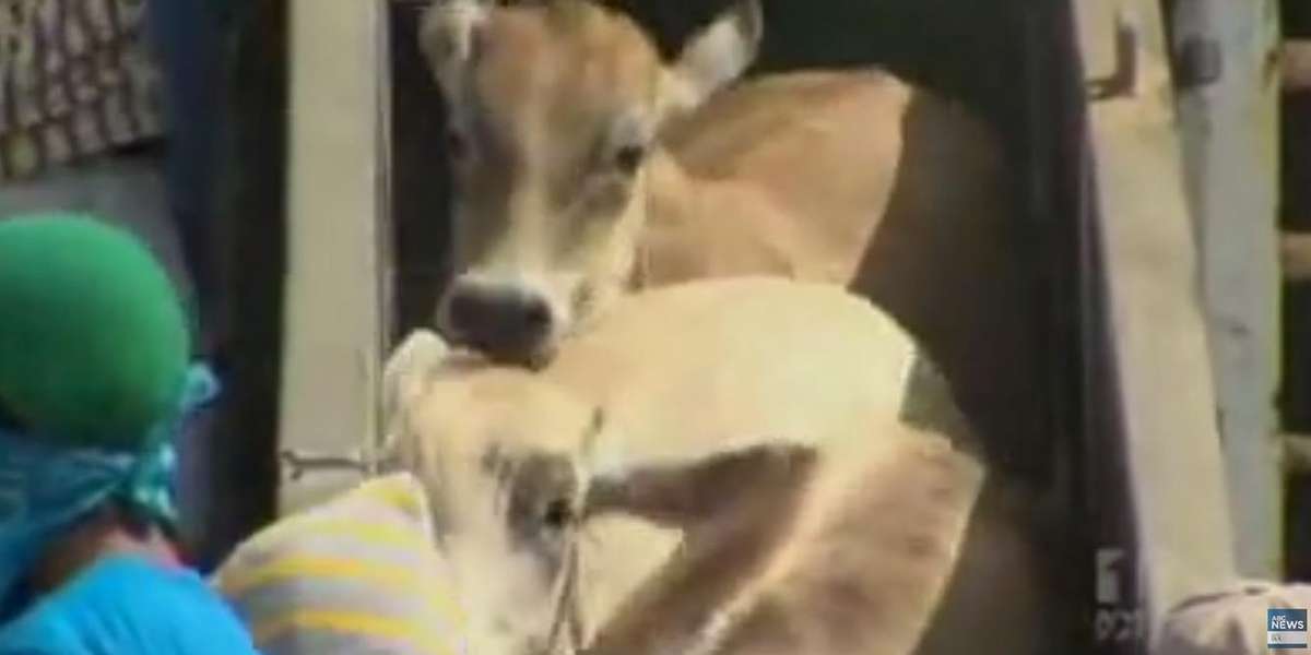 Cows Shipped Abroad For Slaughter Could Face 'Devastating' Suffering ...