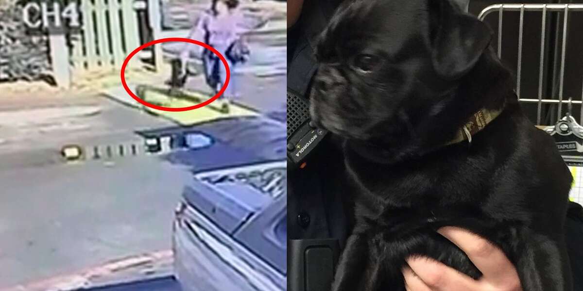 Pug Thrown In Violent Viral Video Given Back To His Abuser - The Dodo