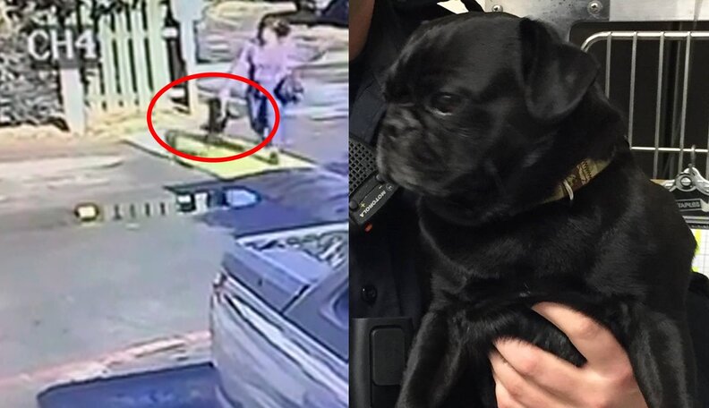 Pug Thrown In Violent Viral Video Given Back To His Abuser - The Dodo