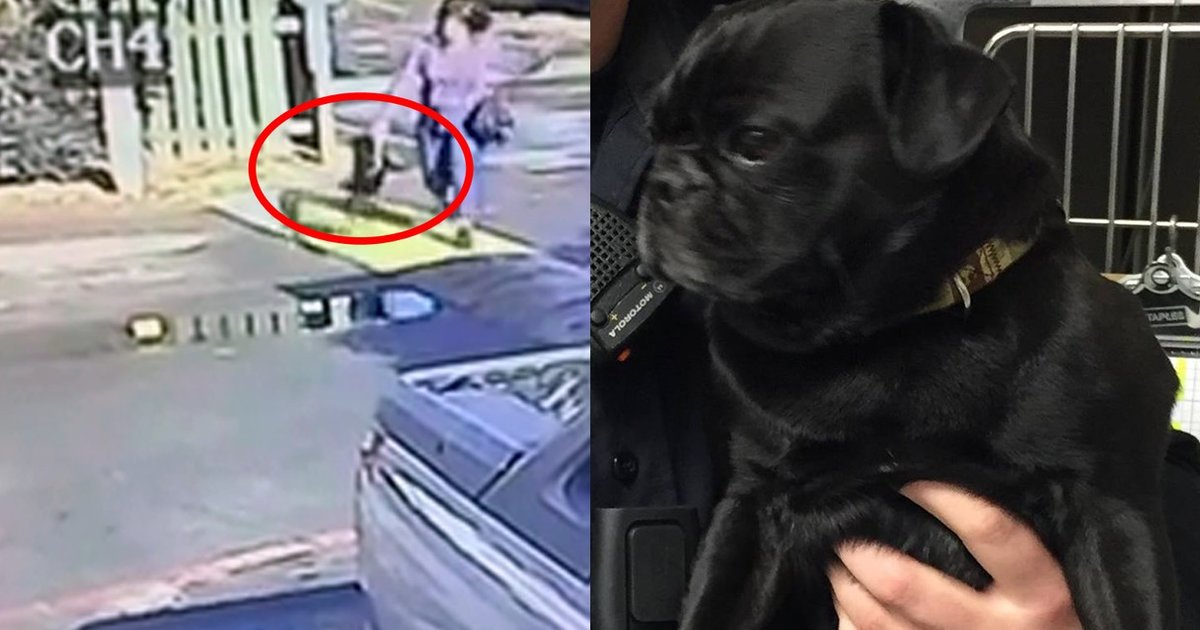 Pug Thrown In Violent Viral Video Given Back To His Abuser - The Dodo
