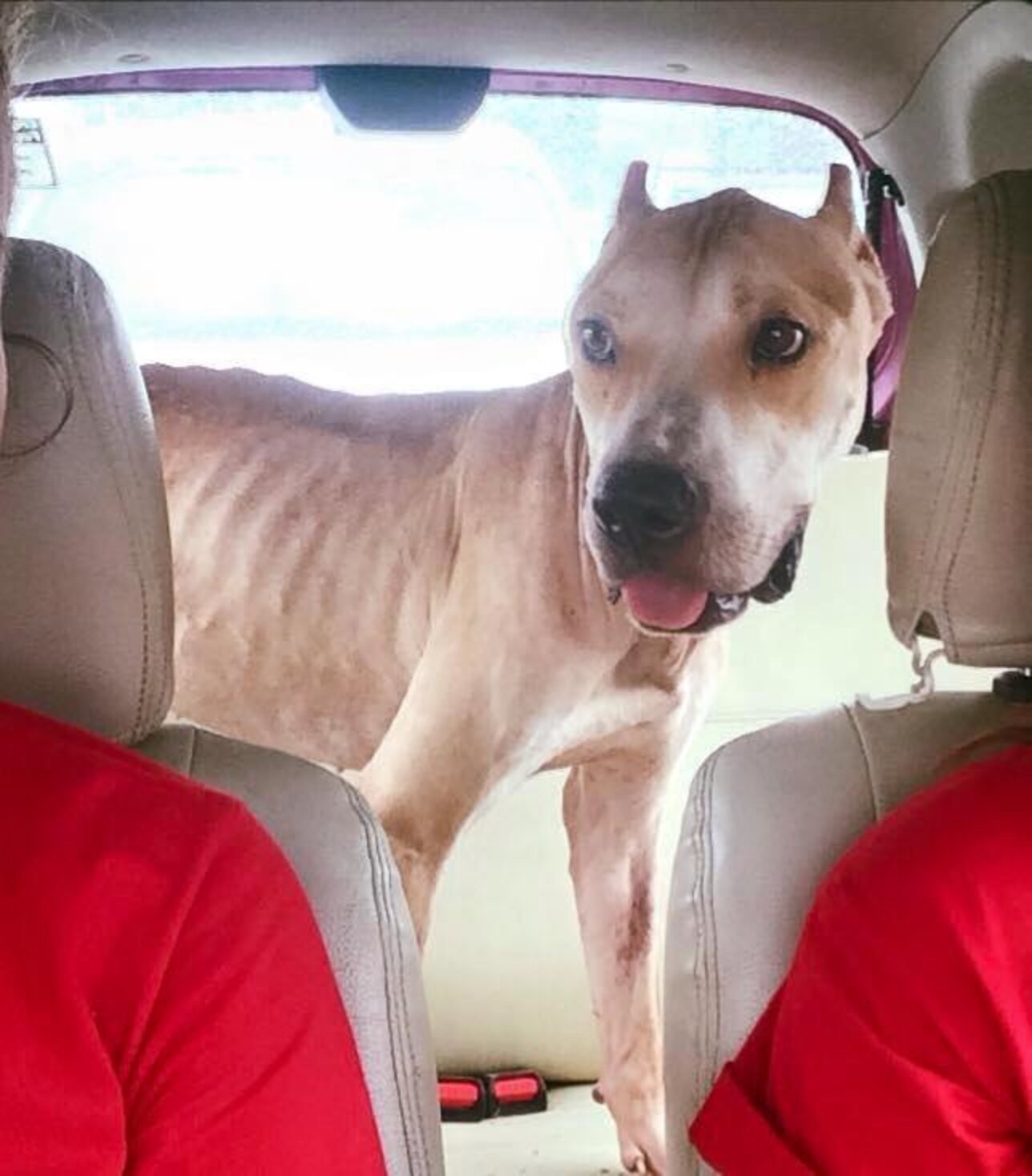 Pit Bull Kept As Trophy Dog In Bali Nearly Starved To Death - The Dodo