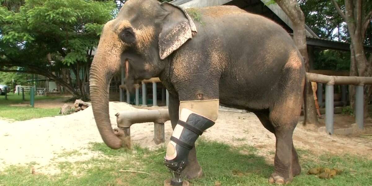 Elephants Who Lost Their Legs In Landmines Get On Their Feet Again ...