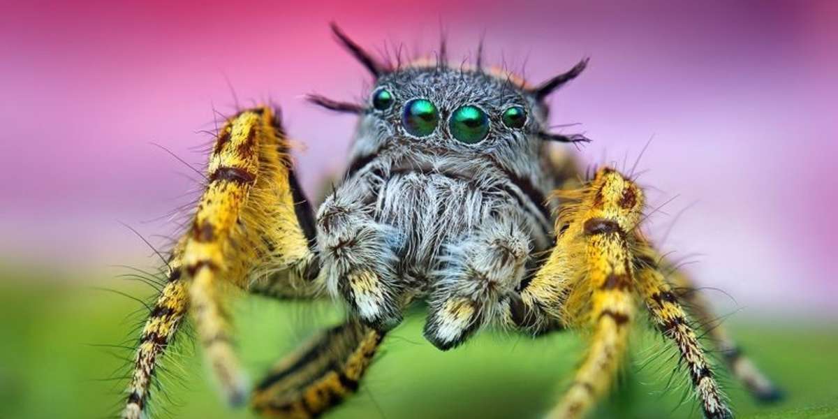 Colorful Photos Prove Bugs Are More Photogenic Than You'd Think - The Dodo