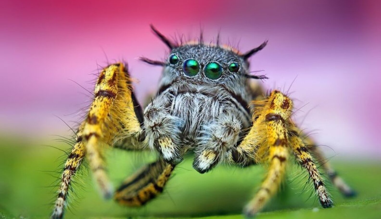 Colorful Photos Prove Bugs Are More Photogenic Than You'd Think - The Dodo