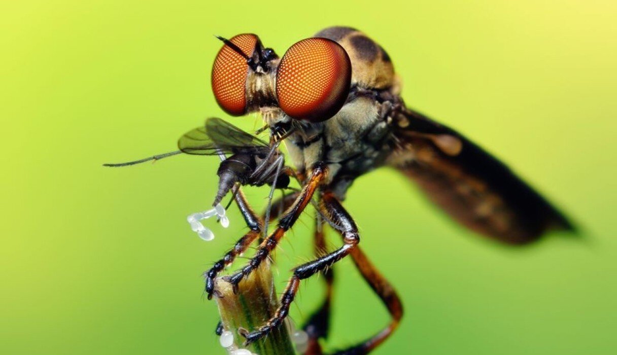 Colorful Photos Prove Bugs Are More Photogenic Than You'd Think - The Dodo