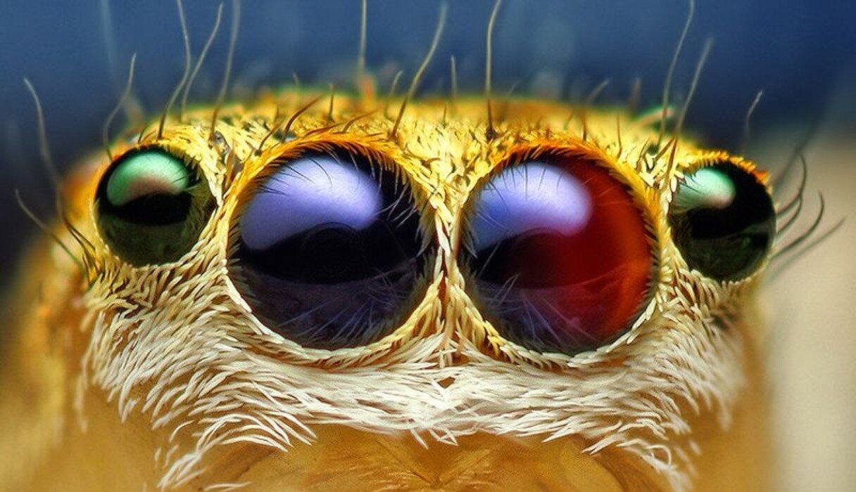 Colorful Photos Prove Bugs Are More Photogenic Than You'd Think - The Dodo