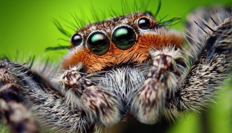 Colorful Photos Prove Bugs Are More Photogenic Than You'd Think - The Dodo