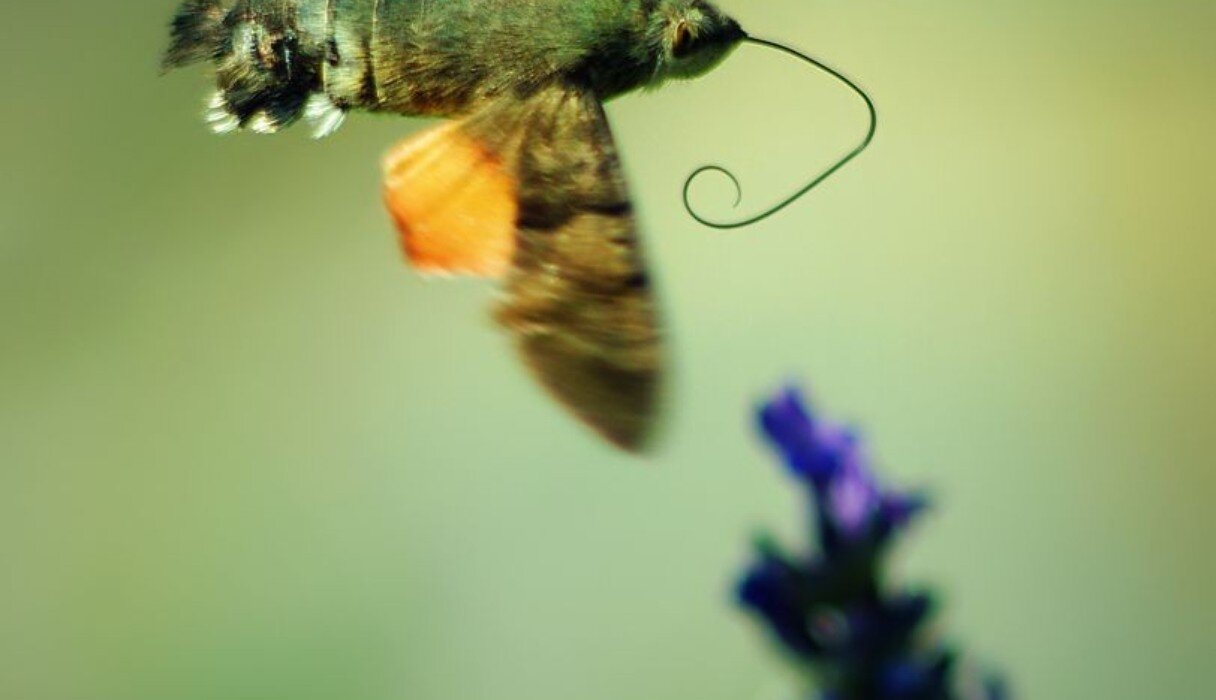 Colorful Photos Prove Bugs Are More Photogenic Than You'd Think - The Dodo