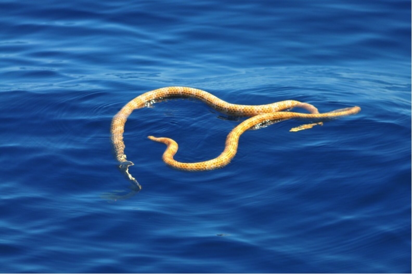 Scientists Thrilled To Find 'Extinct' Sea Creature Alive And Well - The ...