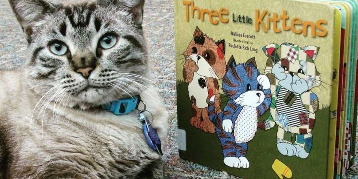 Beloved Cat Kicked Out Of Library He Calls Home - The Dodo