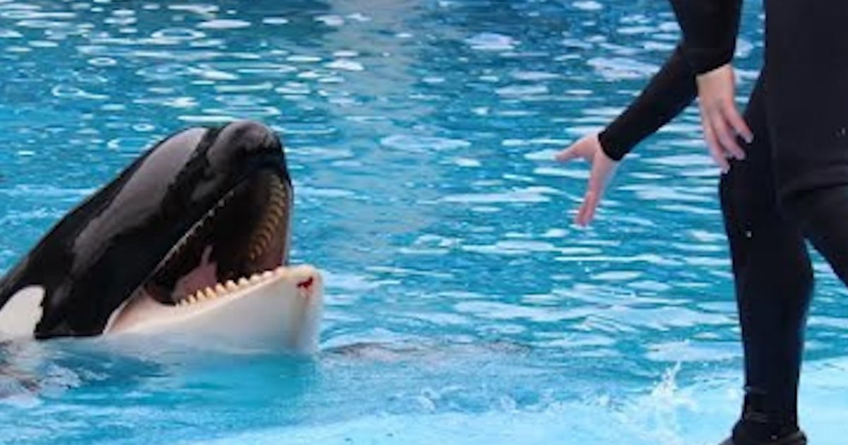 SeaWorld Orca Gets Hurt While Fighting With Another Whale - The Dodo