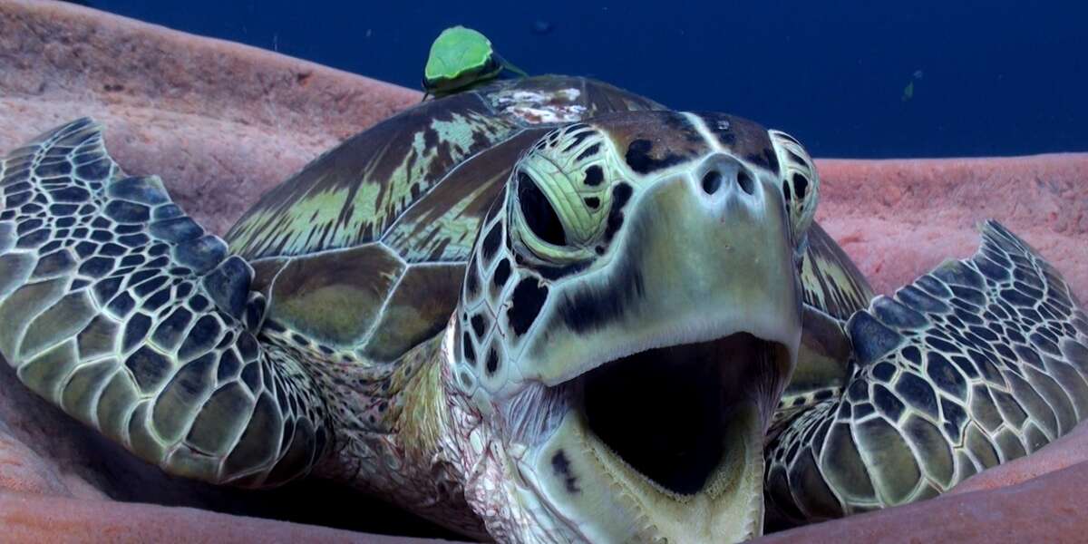 Sea Turtle Has The Cutest Yawn - The Dodo